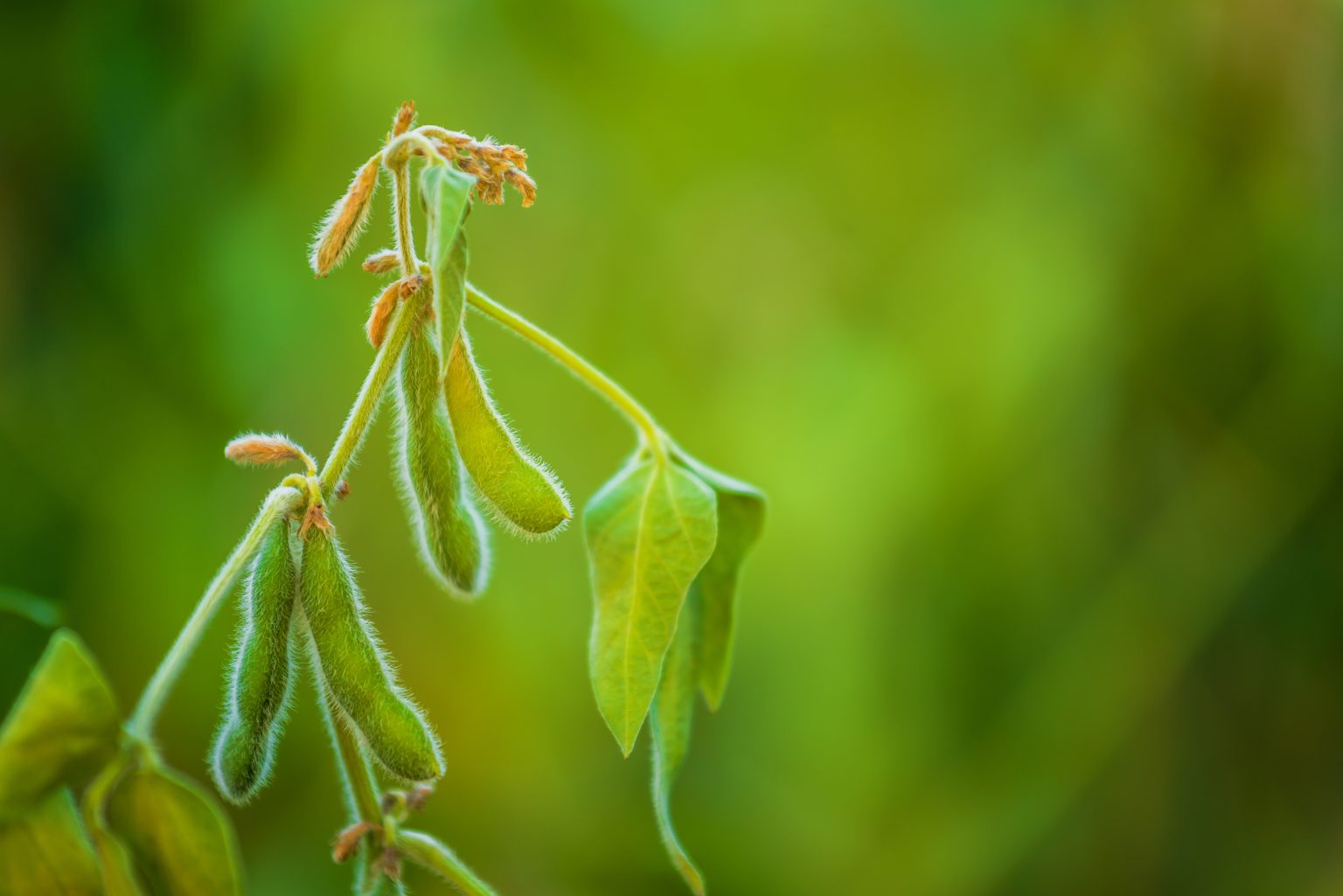 Meristem products taking cost out for a profitable future - High Plains ...