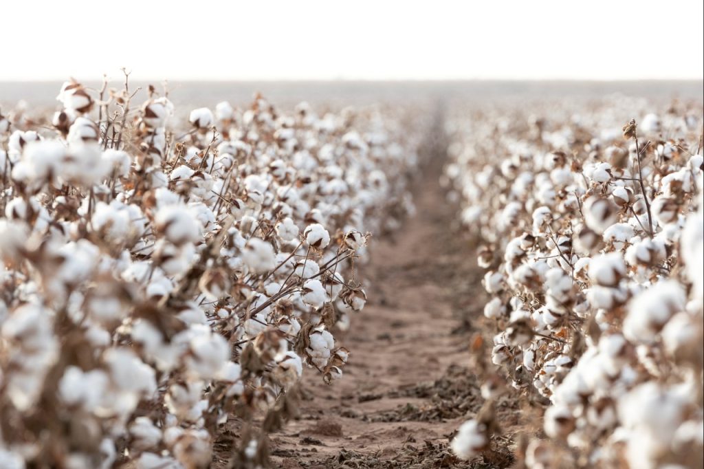 New FiberMax and Stoneville cotton seed varieties set for 2025 - High ...