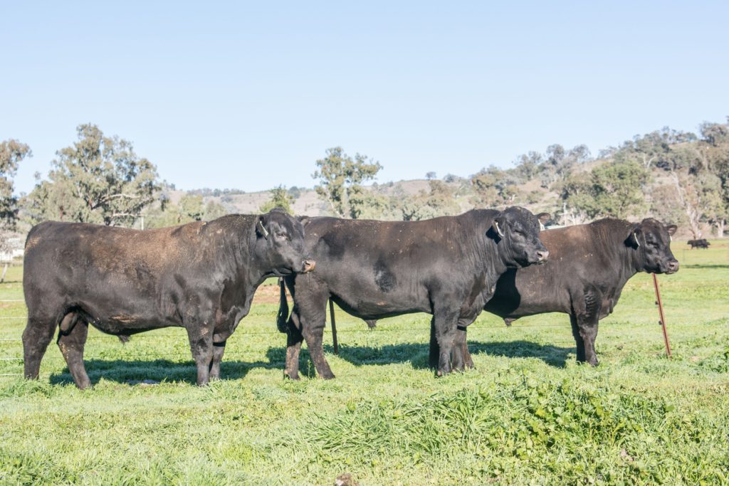 Managing bulls between breeding seasons - High Plains Journal
