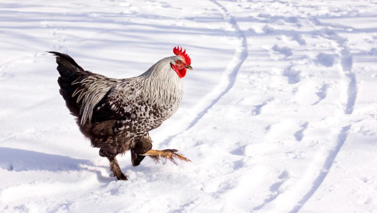 Keepin' your chickens safe: Simple tips for beatin' frostbite on combs ...