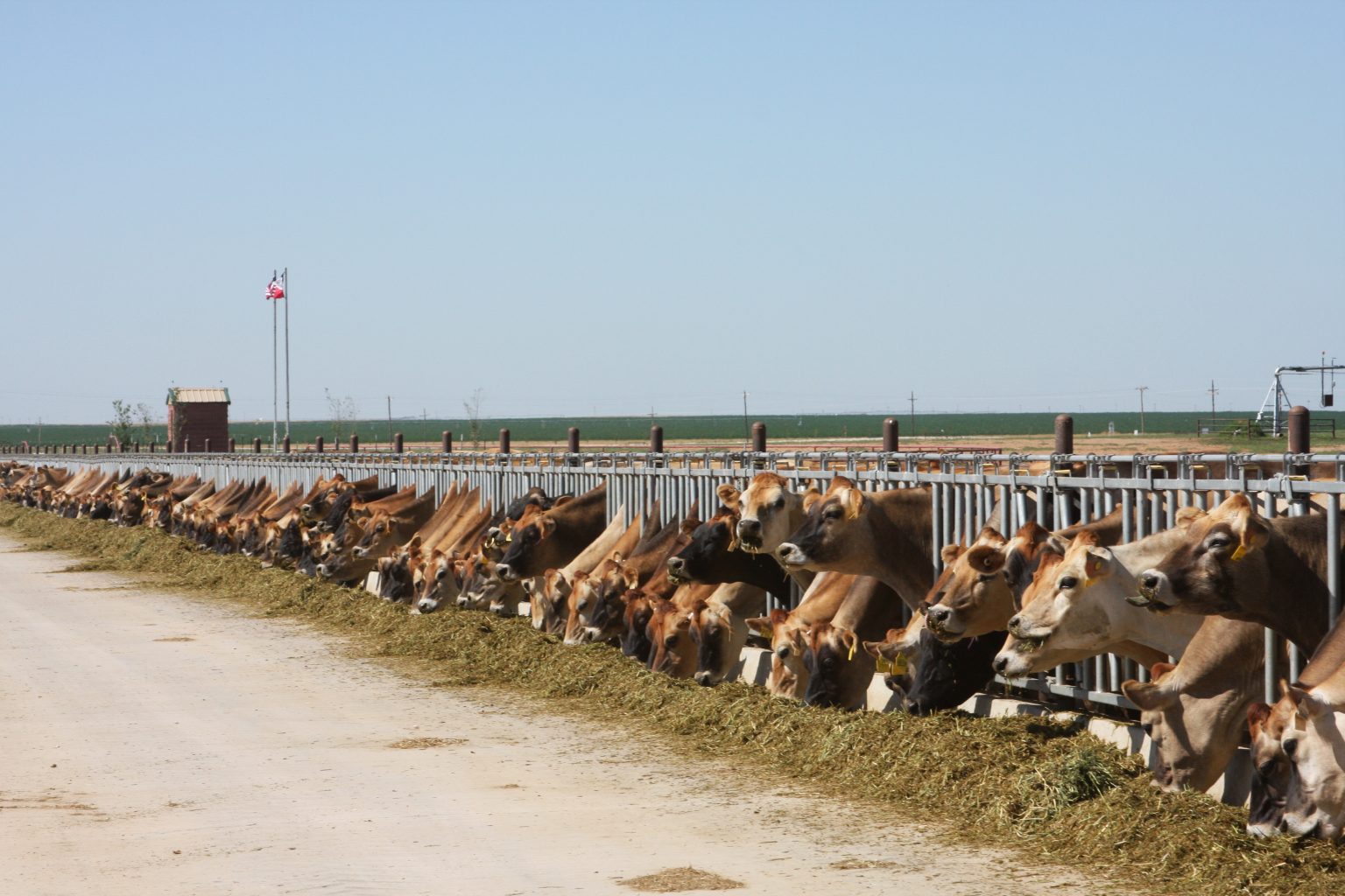 Sorghum silage: Rising star of dairy feed - High Plains Journal