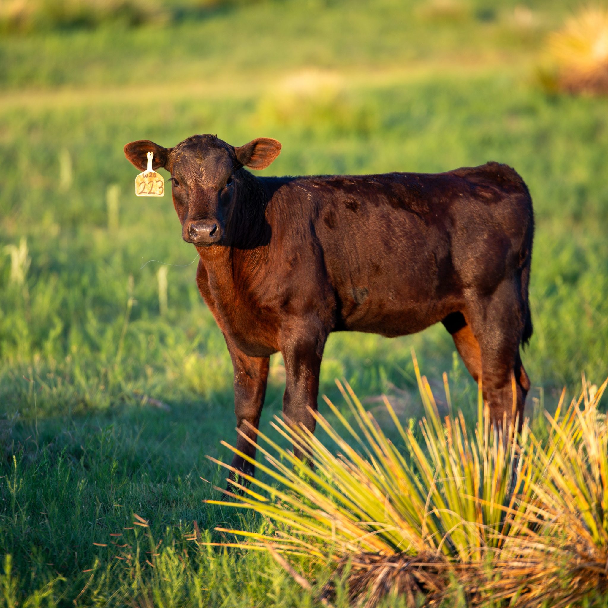 Beef celebrated even in times of uncertainty - High Plains Journal