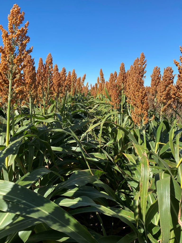 Home - High Plains Journal