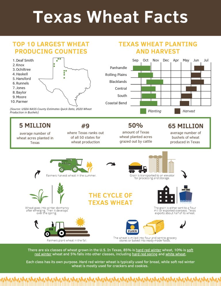 Texas harvest underway and specialist notes two bacterial diseases ...