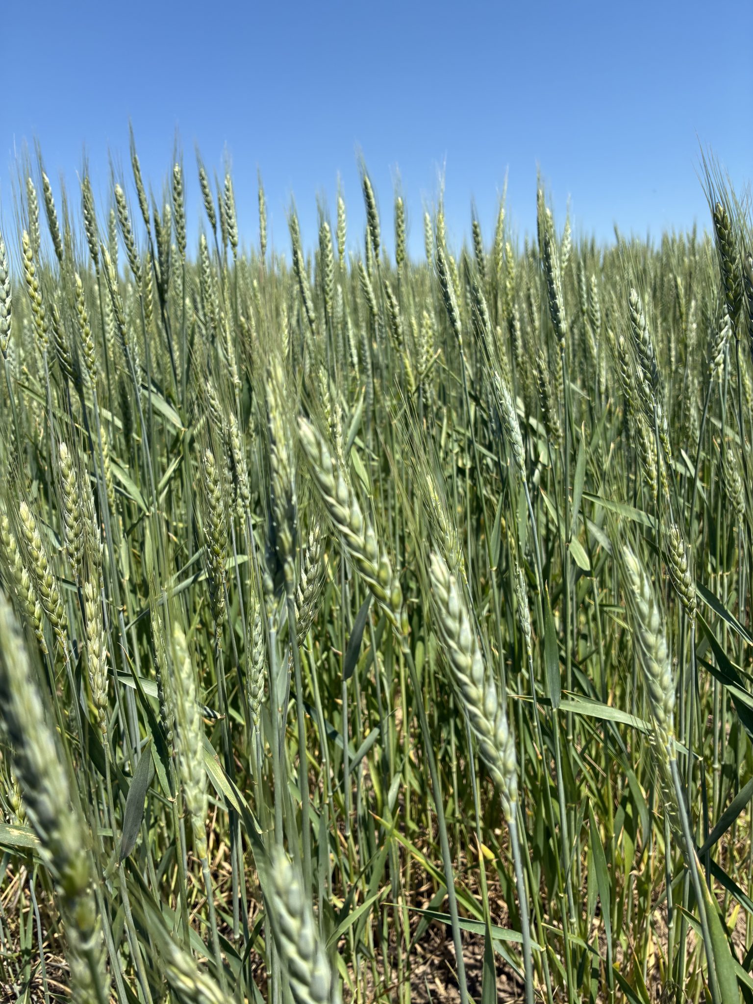 Wheat tour confirms dismal expectations - High Plains Journal