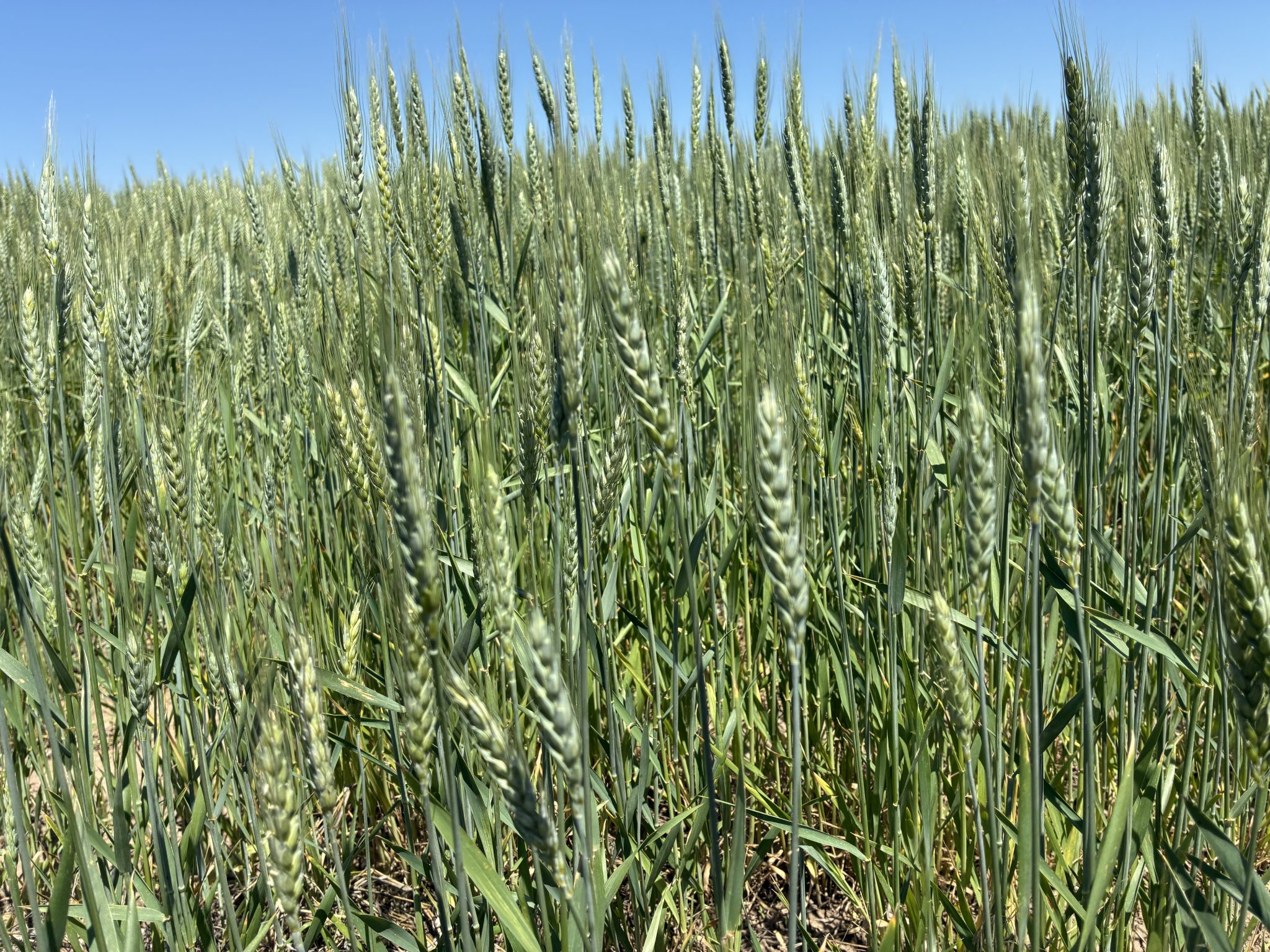 All Aboard Harvest - High Plains Journal