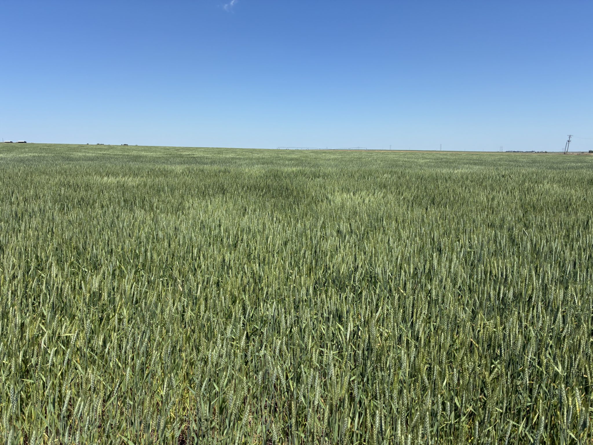 CSU’s 2025 Wheat Field Days set for June 4 to 10 - High Plains Journal