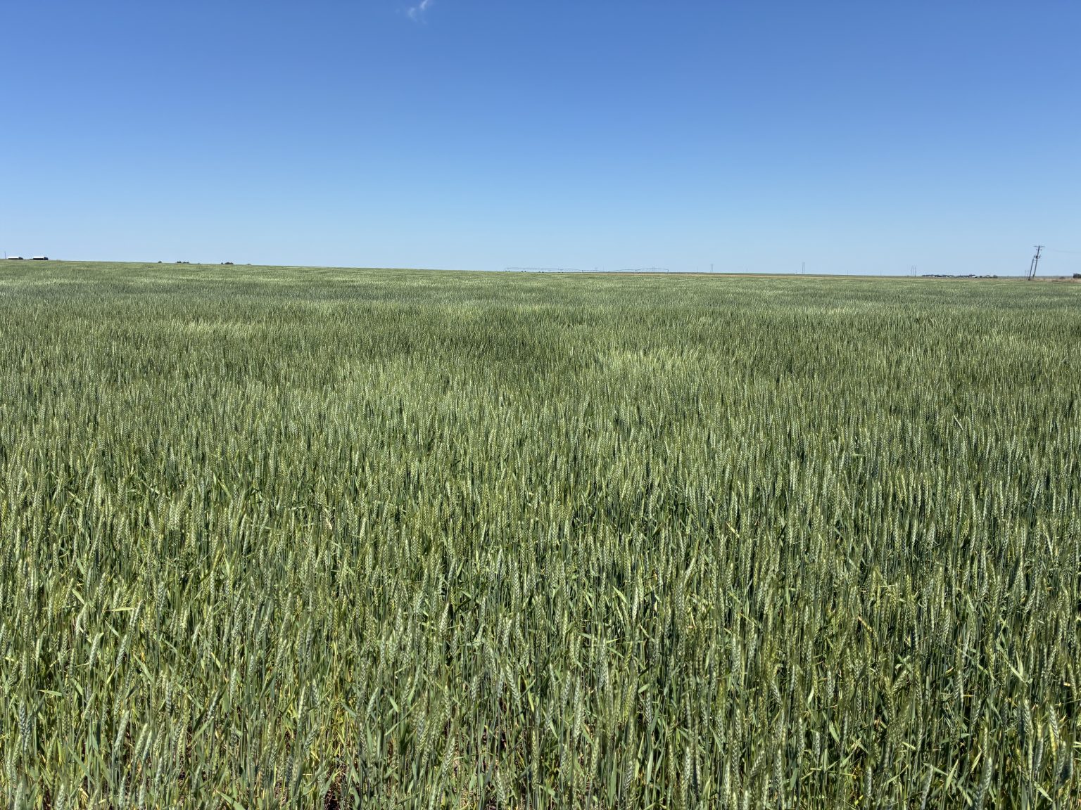 Kansas wheat crop estimated at 338.5 million bushels - High Plains Journal