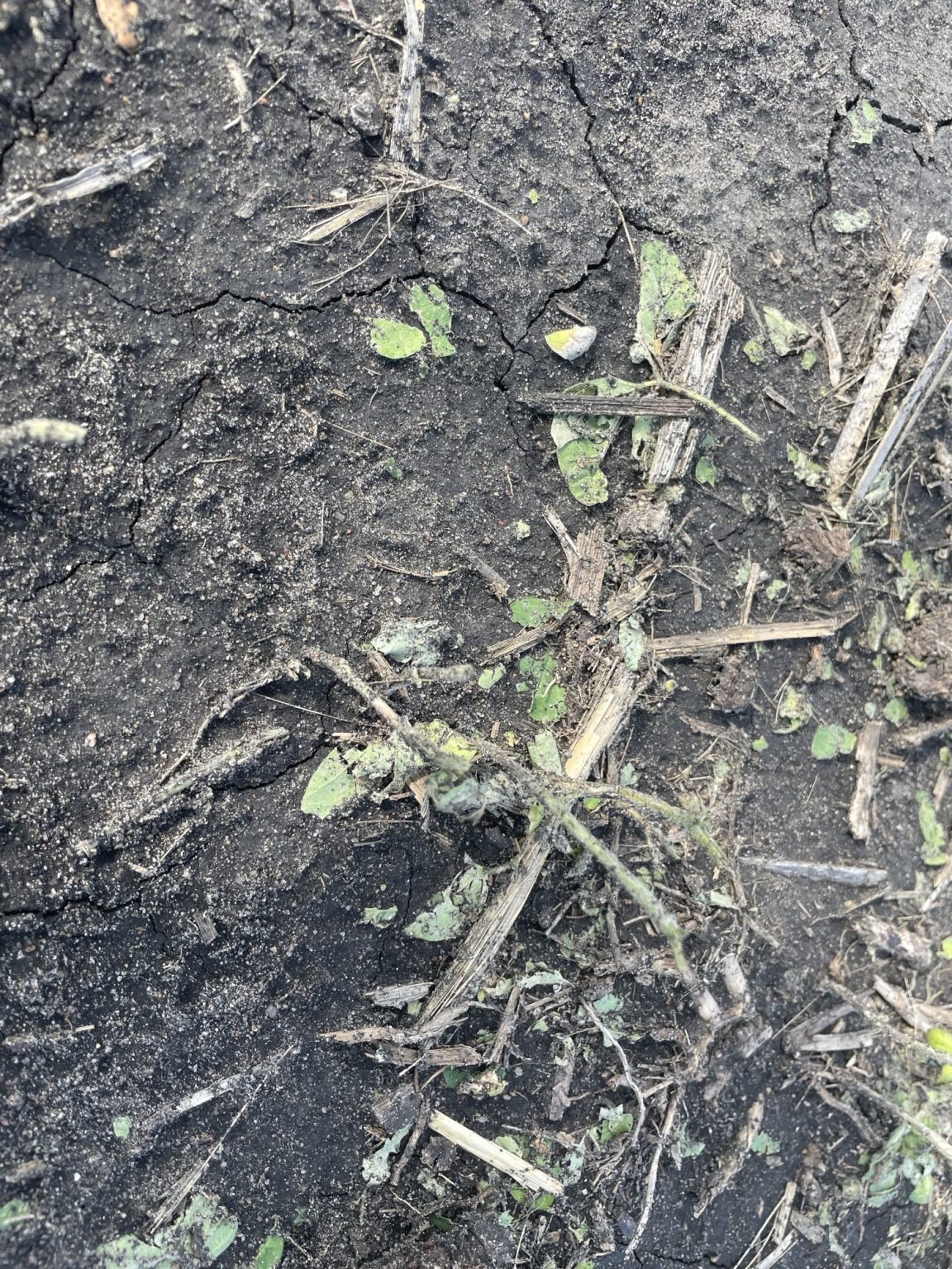 Hail damage hits corn and soybean fields in northern Iowa - High Plains ...