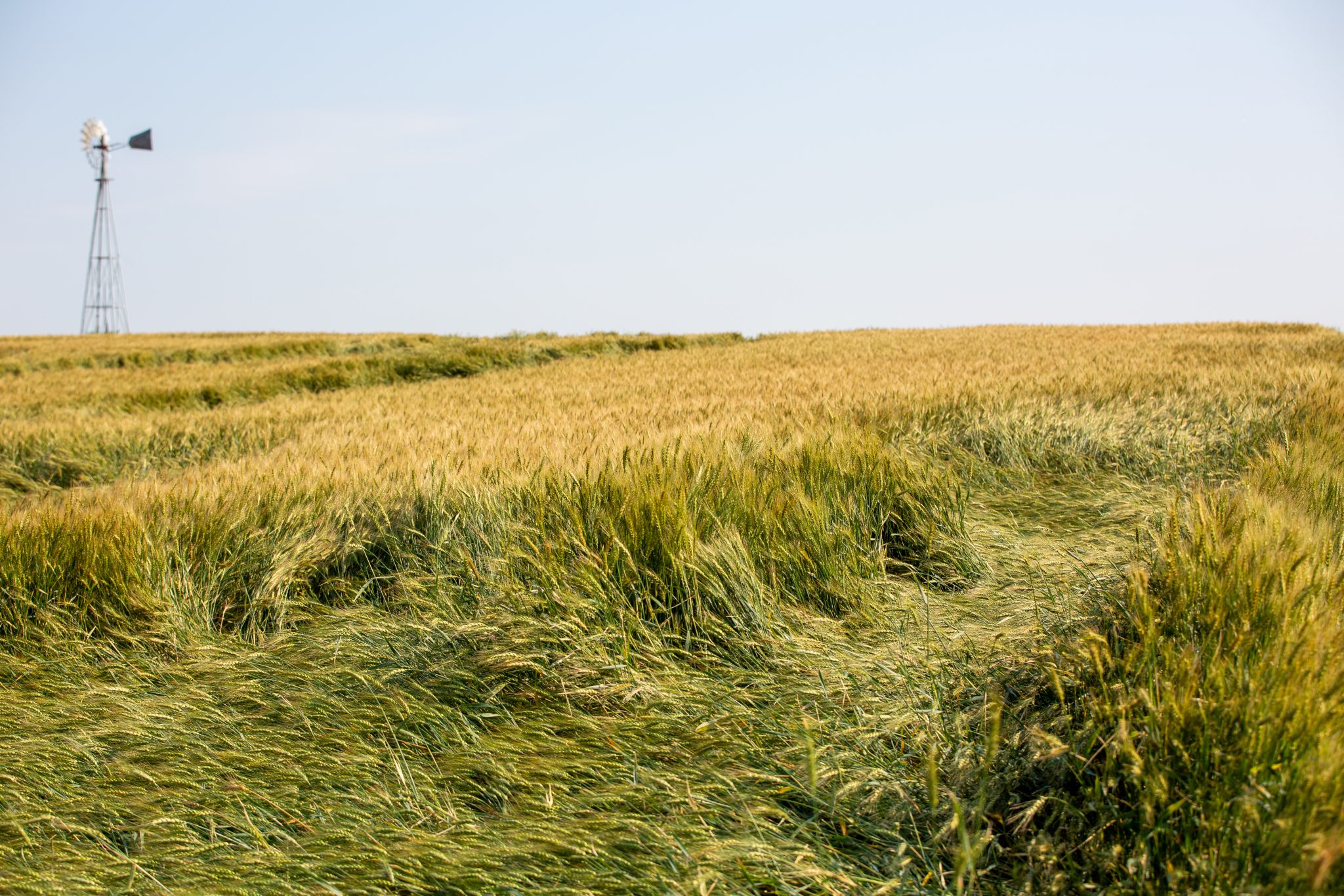 Less than ideal conditions challenge wheat at finish line - High Plains ...