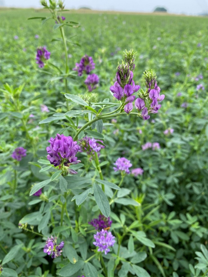 Optimizing the alfalfa harvest for dairy success - High Plains Journal
