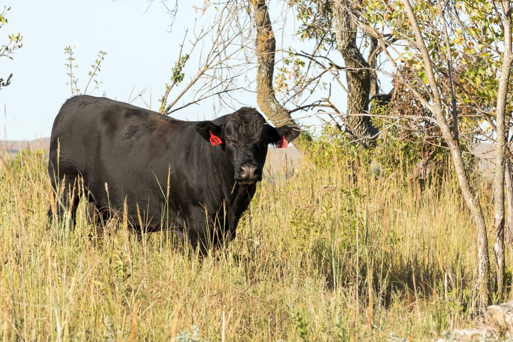 Diagnosing cattle death - High Plains Journal