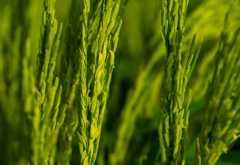 Texas rice growers optimistic despite challenges - High Plains Journal