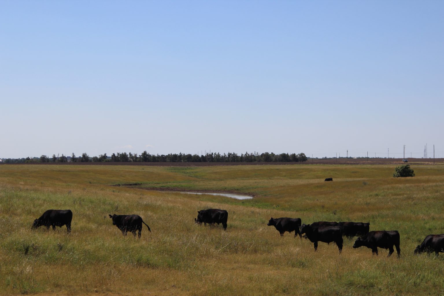 Numbers don’t lie: Cowherd expansion has yet to materialize - High ...