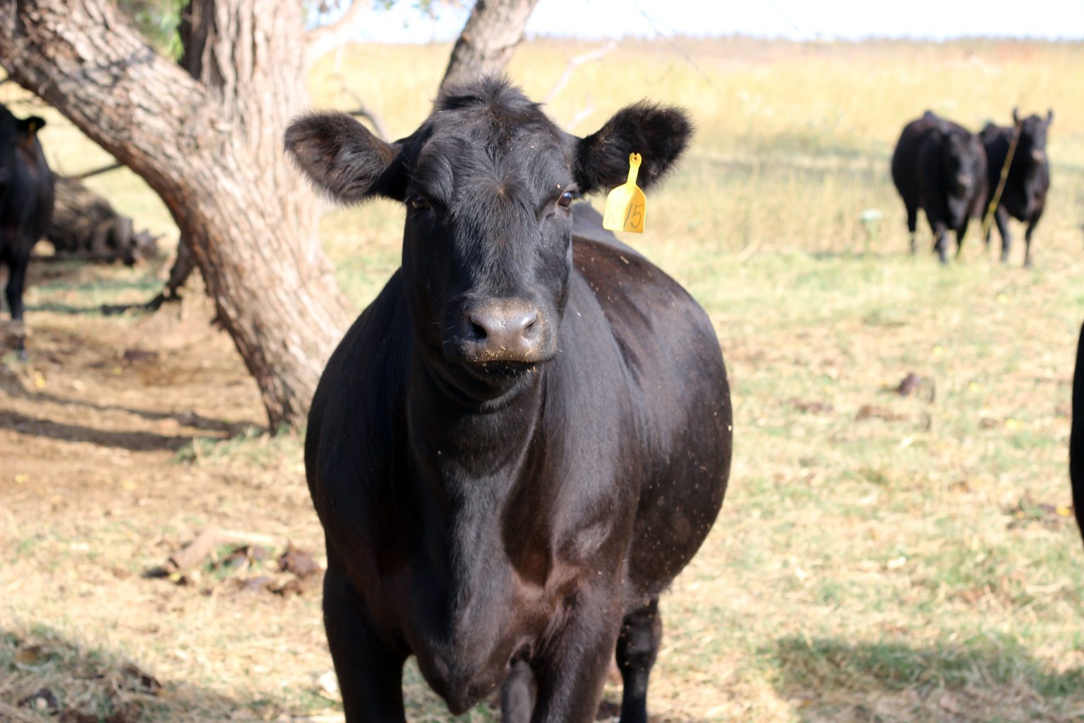 Anthrax case confirmed in North Dakota - High Plains Journal