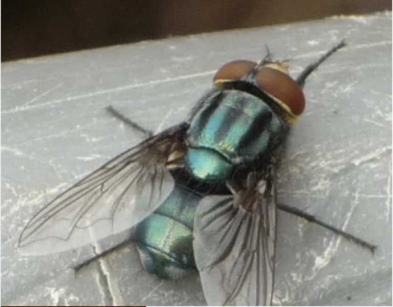 Human case of NWS identified in the U.S. - High Plains Journal