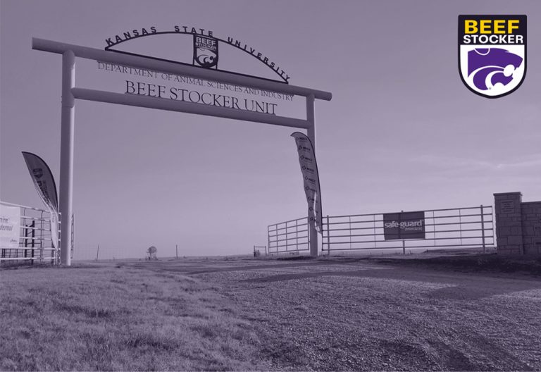 K-State to host 26th annual Beef Stocker Field Day Sept. 25 - High ...