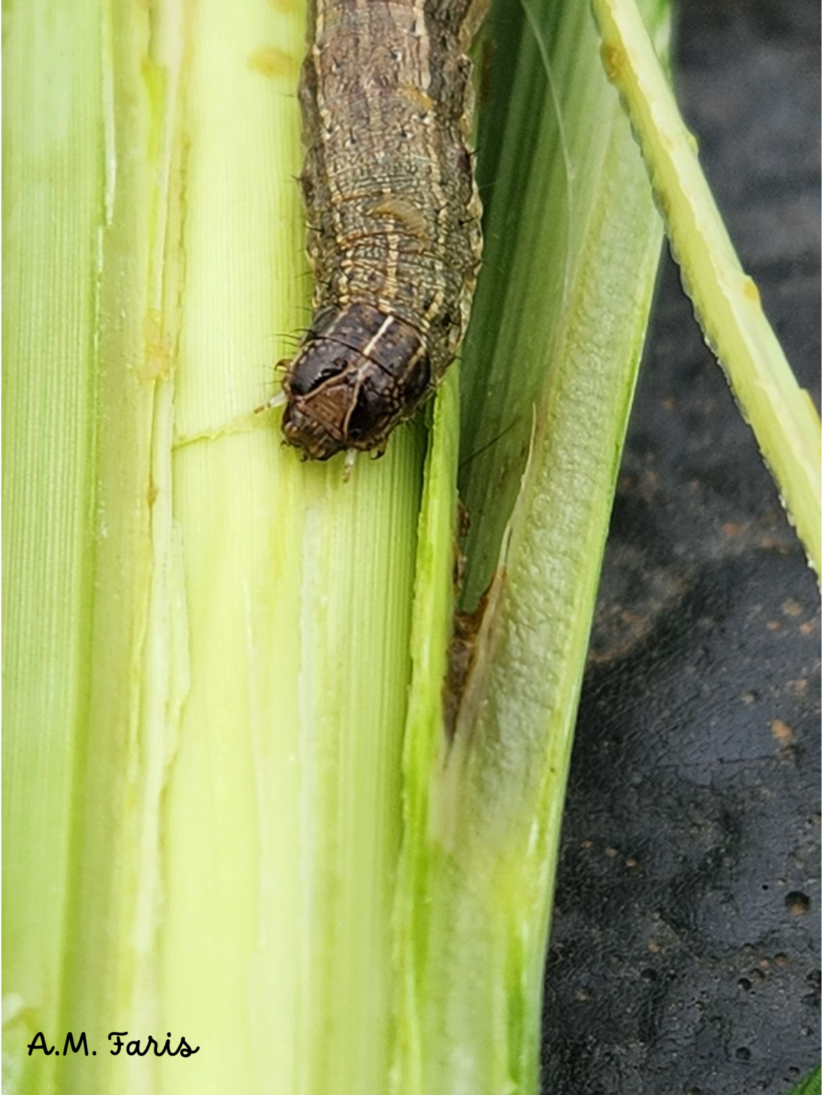 Fall armyworms are marching across the High Plains - High Plains Journal