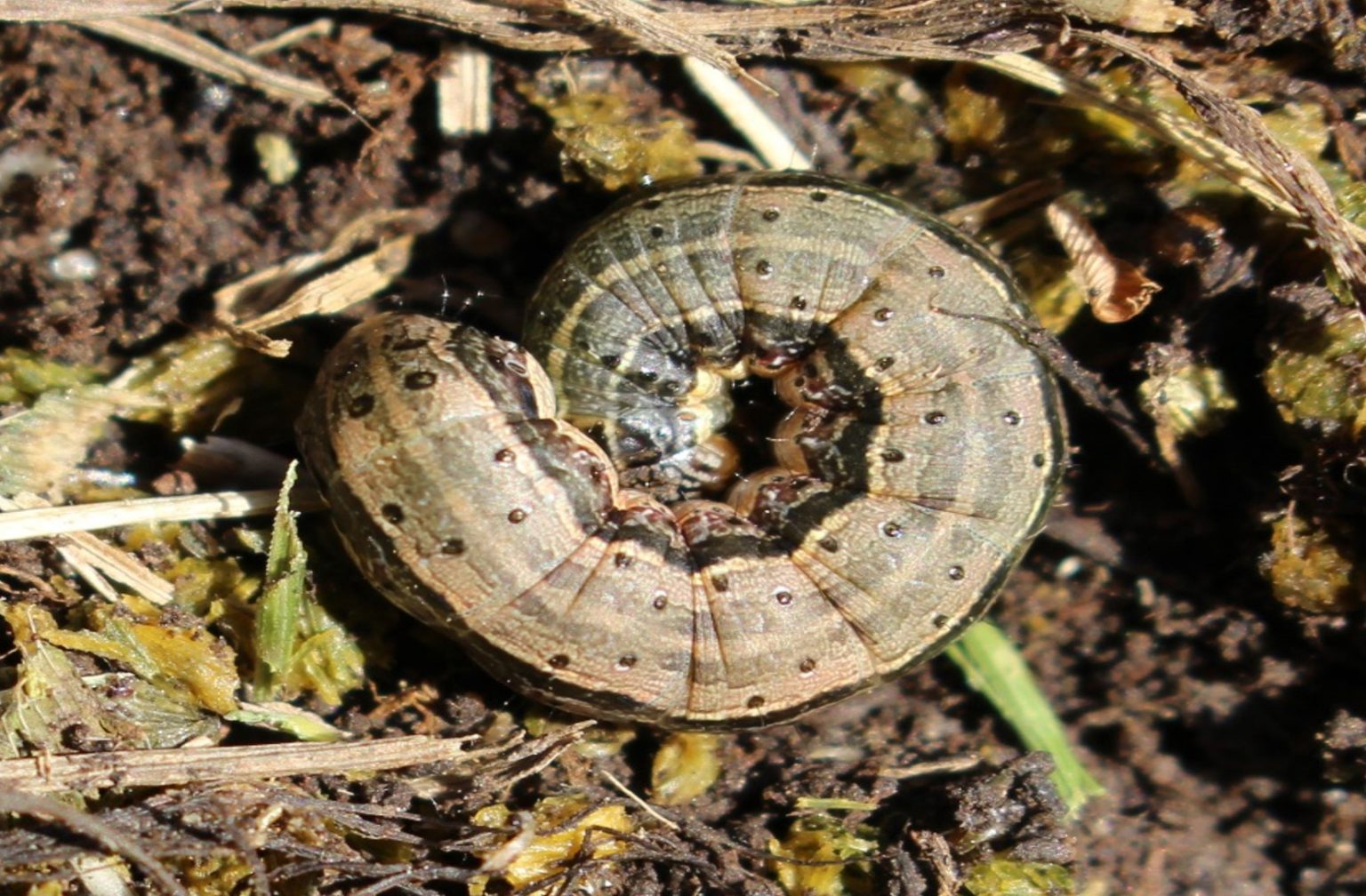 Defenses for sorghum against fall army worms explained - High Plains ...