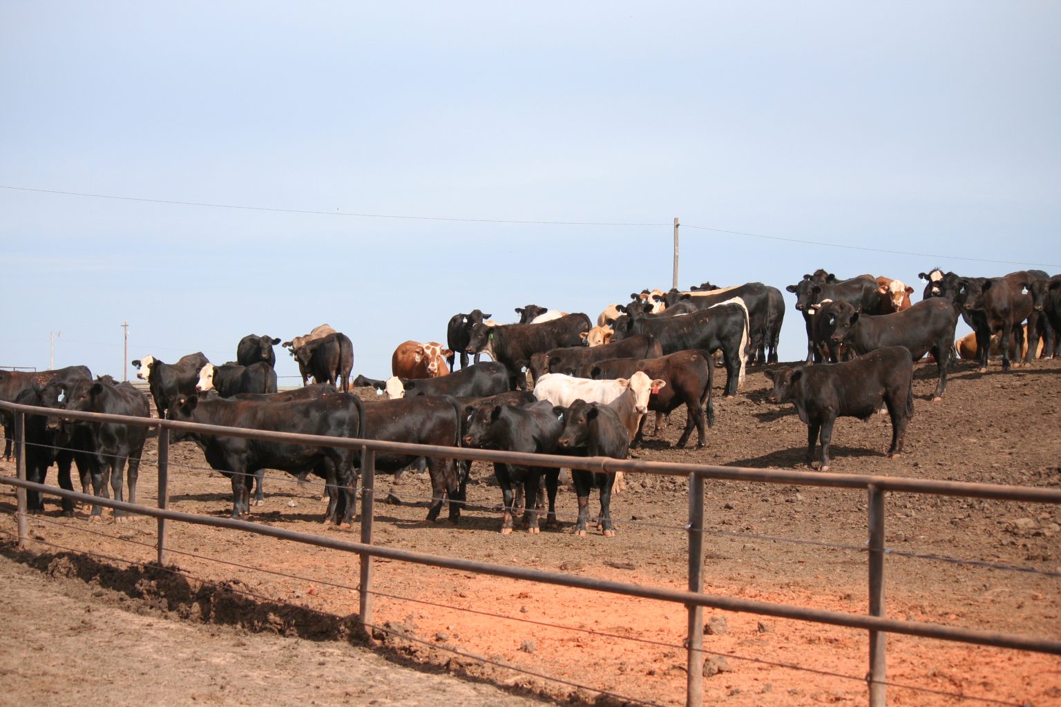 Bovine Congestive Heart Failure continues to be problematic for ...