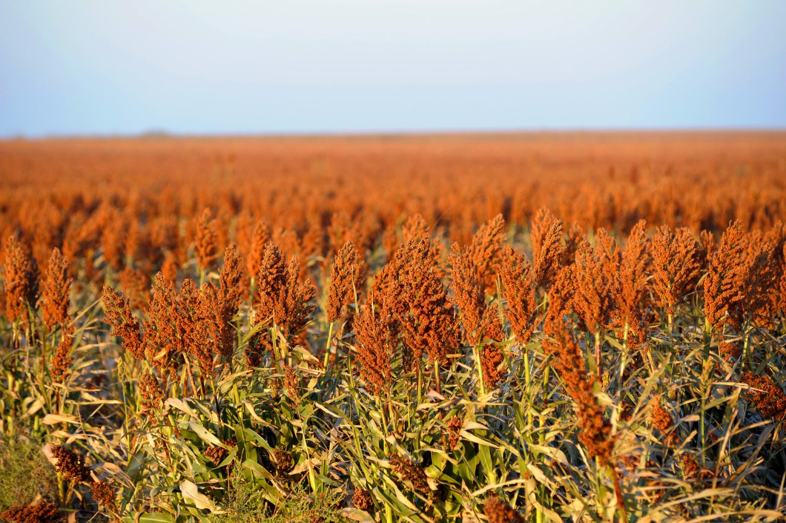 Defenses for sorghum against fall army worms explained - High Plains ...