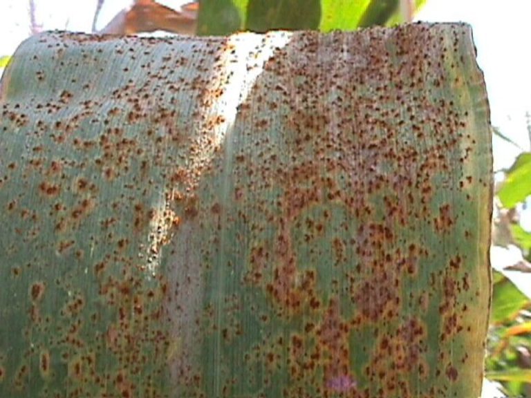 Southern rust impacting nation’s corn crop - High Plains Journal