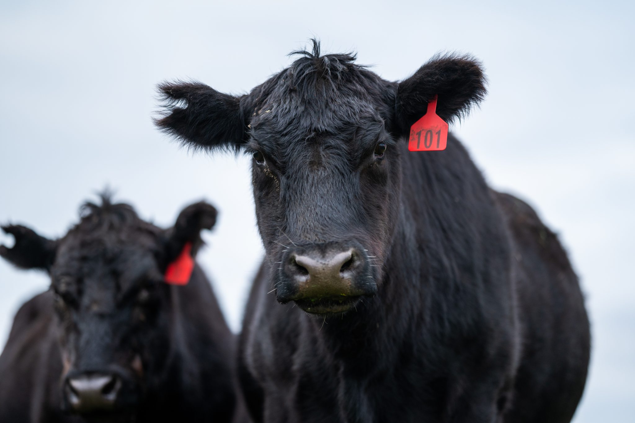 Bigger cattle may be the industry’s new normal - High Plains Journal