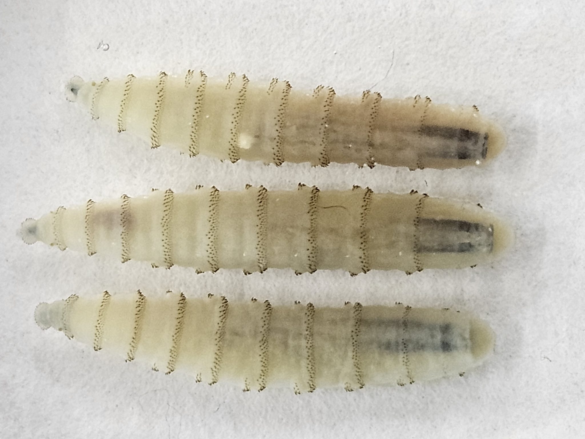 New World screwworm’s risk for the wildlife population - High Plains ...