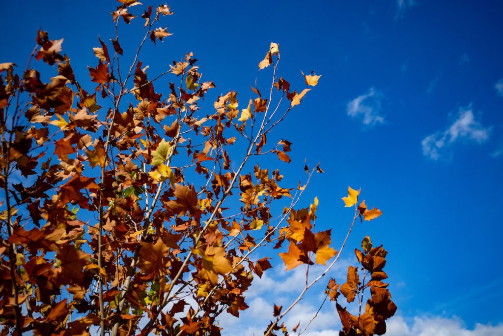 The magical chemistry behind nature’s fall foliage colors - High Plains ...