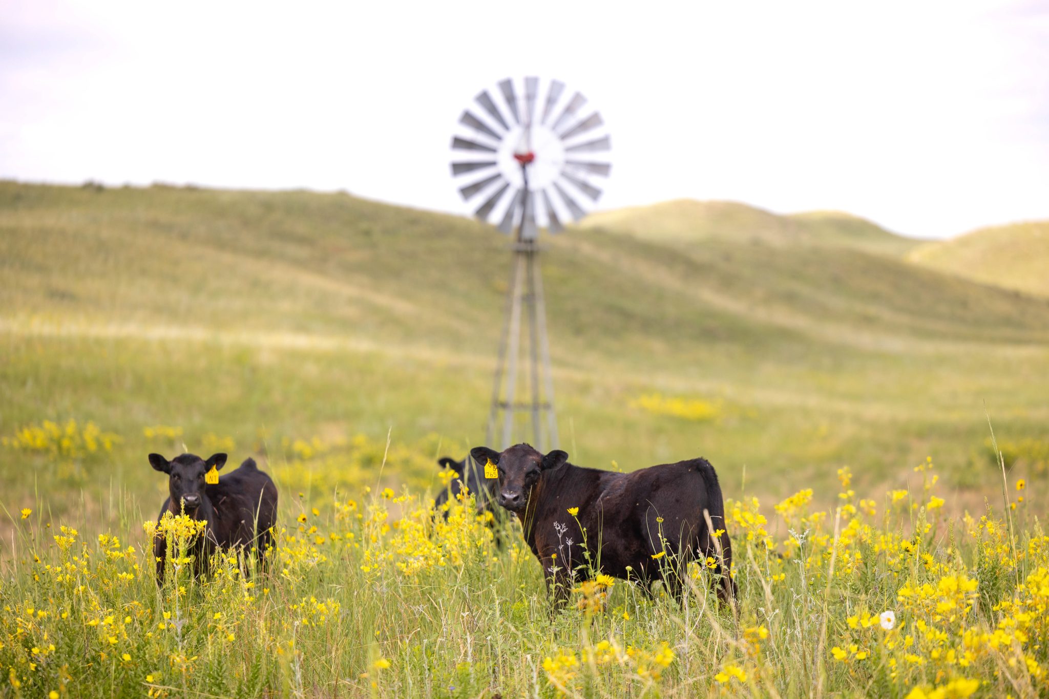 Diamond Bar Ranch recognized for stewardship with Nebraska Leopold ...