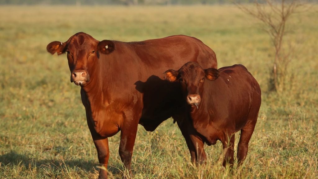 American Red program ‘beefs’ up Red Angus - High Plains Journal