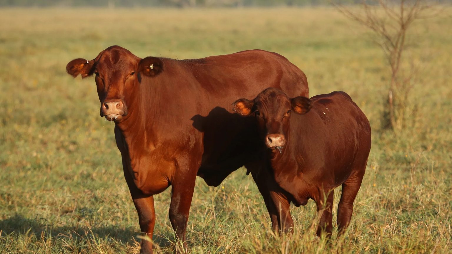 American Red program ‘beefs’ up Red Angus - High Plains Journal