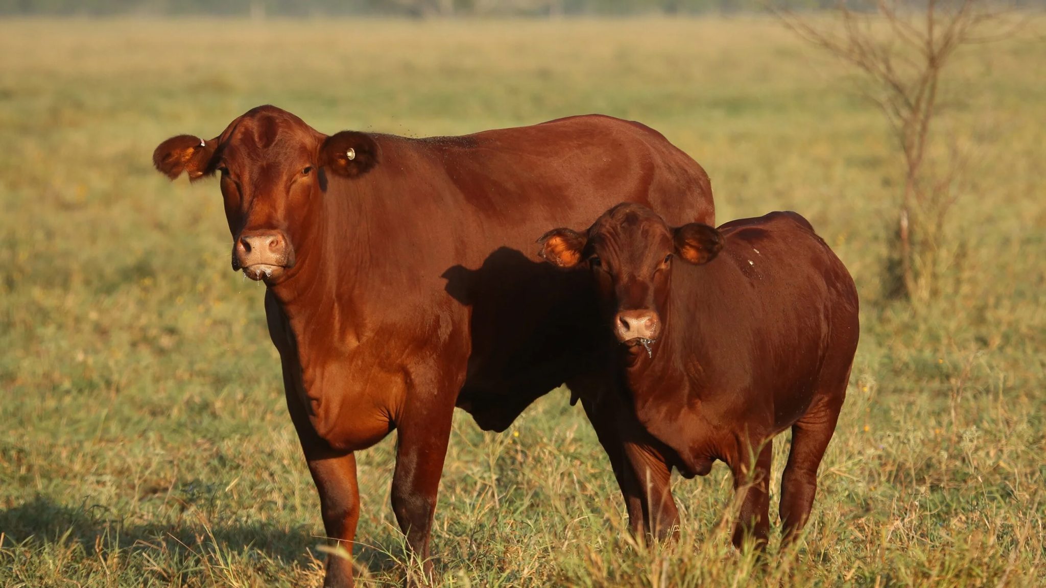 Red Angus Association of America names Luke Bolin to serve as director ...