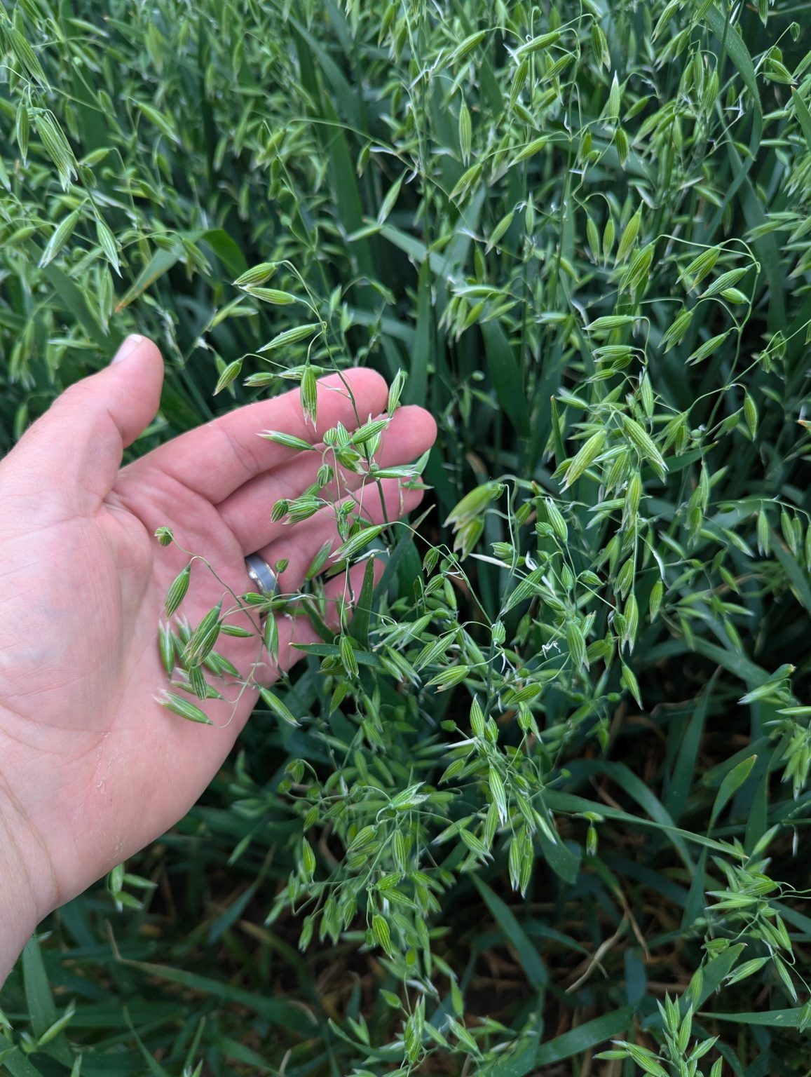 University of Minnesota releases MN-Amber oat - High Plains Journal