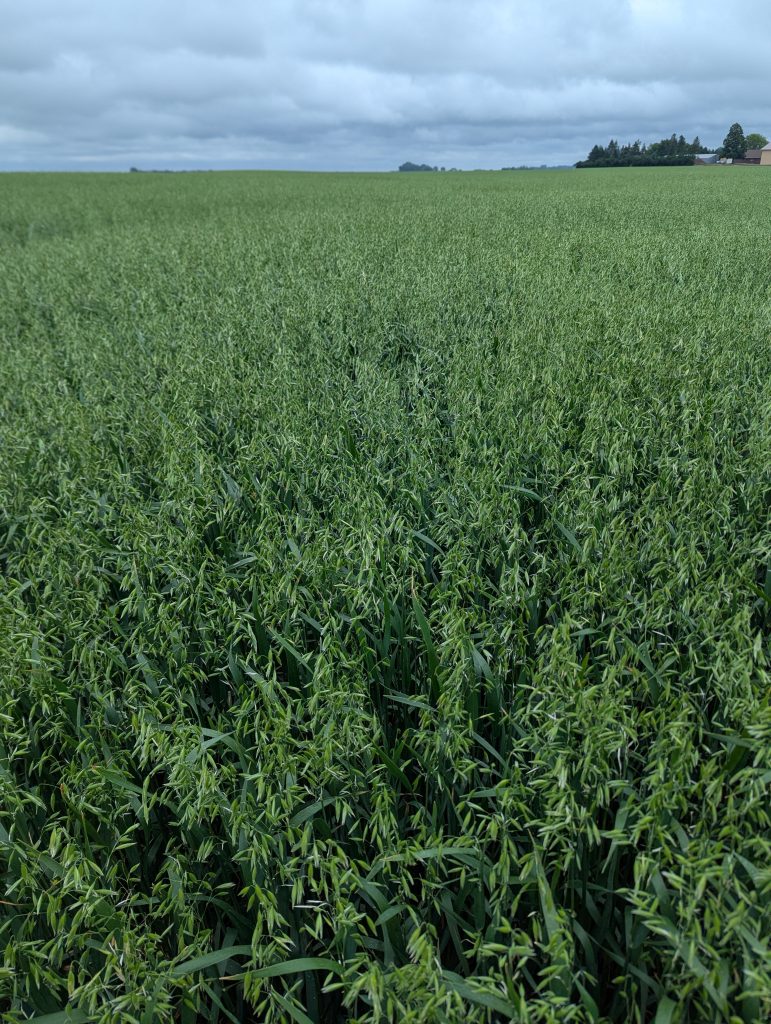 University of Minnesota releases MN-Amber oat - High Plains Journal