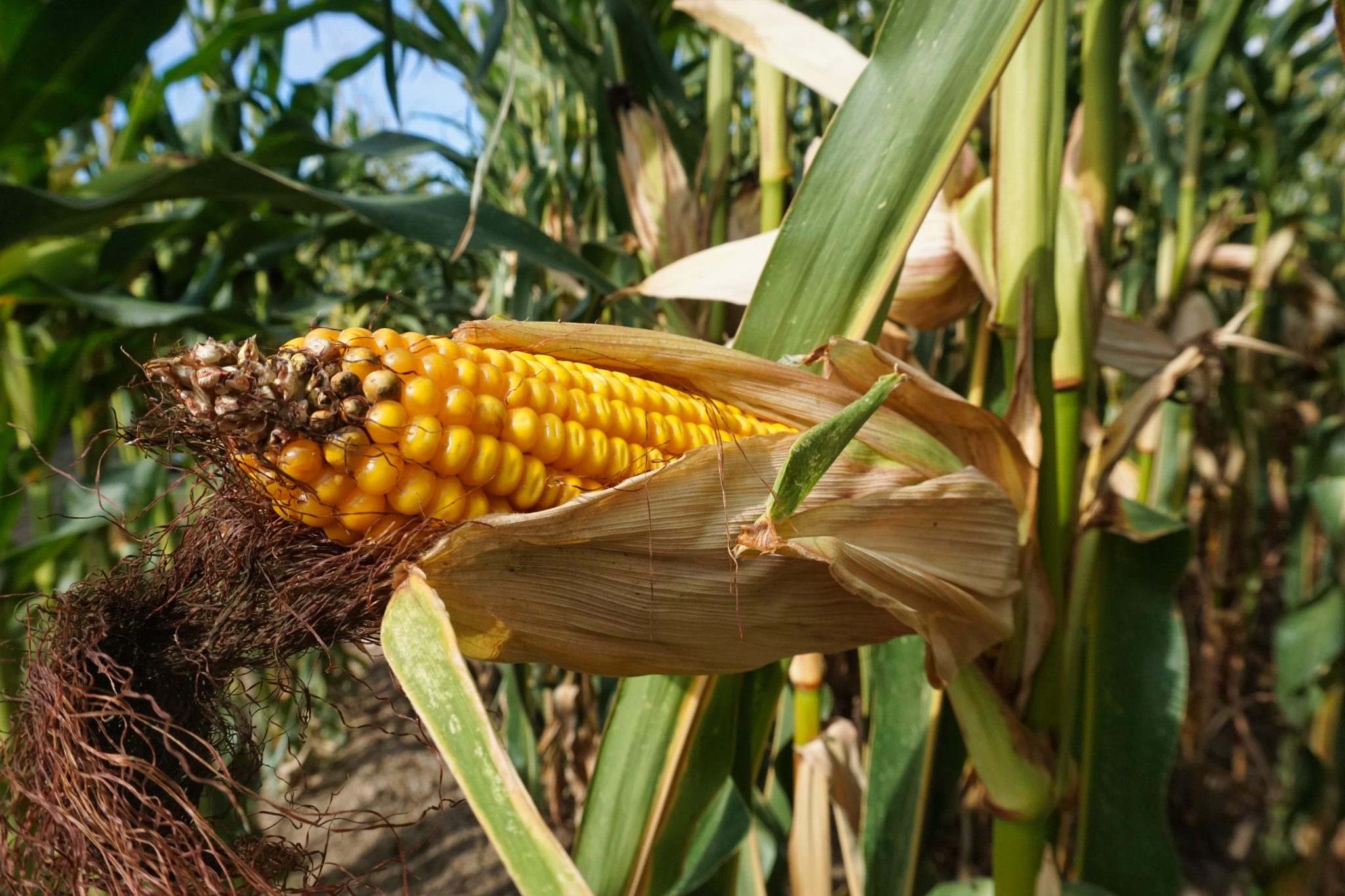 WASDE report signals higher global grain supplies and rising stocks ...