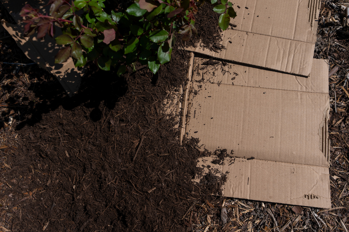 Use cardboard to stop weeds in your garden - High Plains Journal