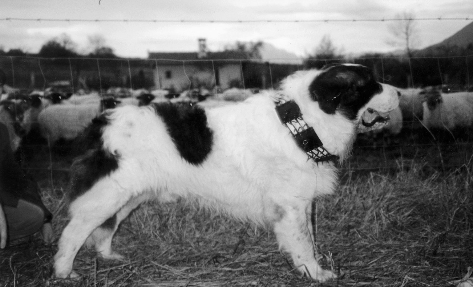 The Pyrenean Mastiff: The ultimate LGD and companion - High Plains Journal