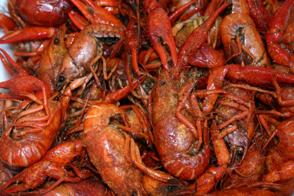 Texas crawfish outlook strong despite early harvest delays - High ...