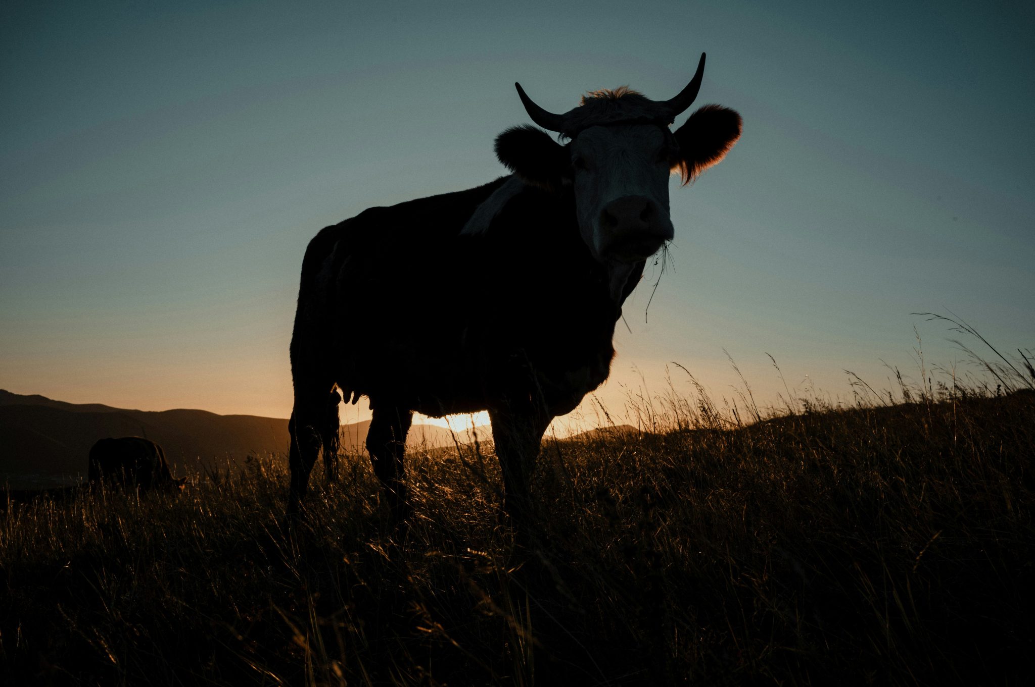 Five arrested in organized Texas cattle theft ring - High Plains Journal
