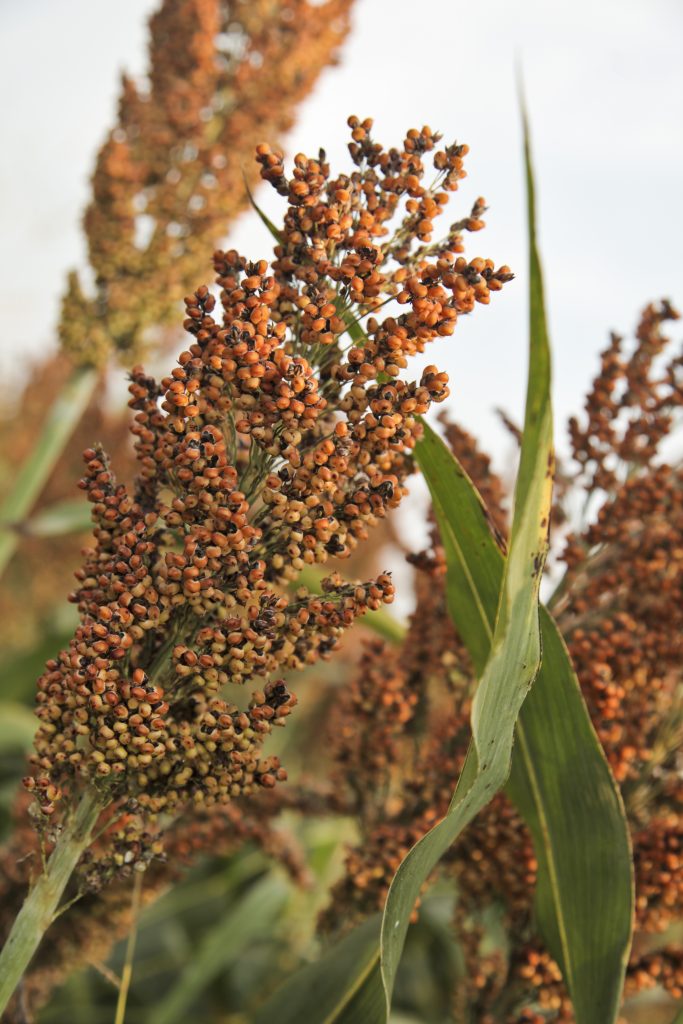 Growing sorghum during a drought - High Plains Journal