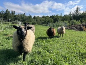 Fairhaven Farm invests in new equipment and healthy soils - High Plains ...
