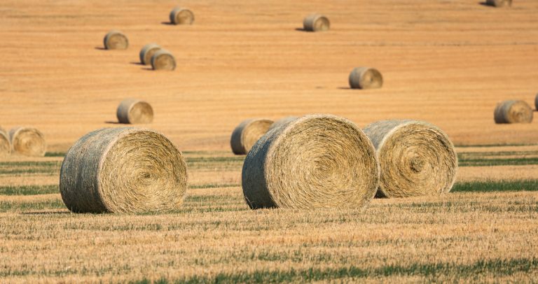 How to test hay and forage for nitrate levels using test strips - High ...